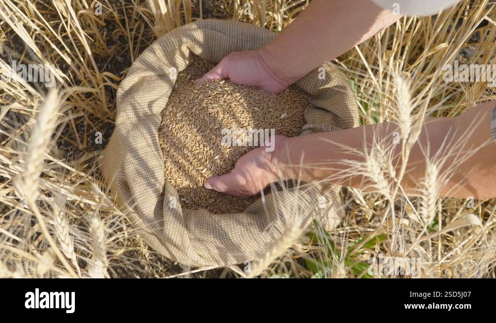 Hands of adult farmer touching and sifting wheat grains in a sack ...