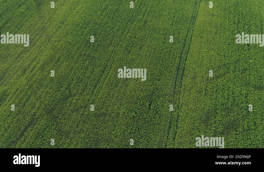 Aerial view of endless rows of Industrial Marijuana plants on hemp ...