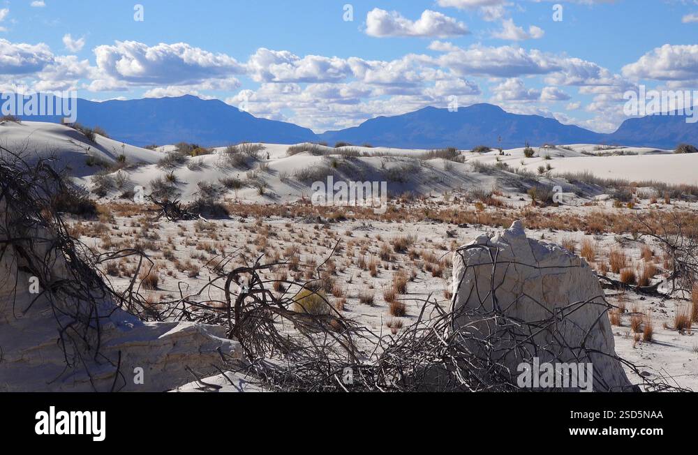 Dry desert plants on white gypsum sands. White Sands National Monument ...