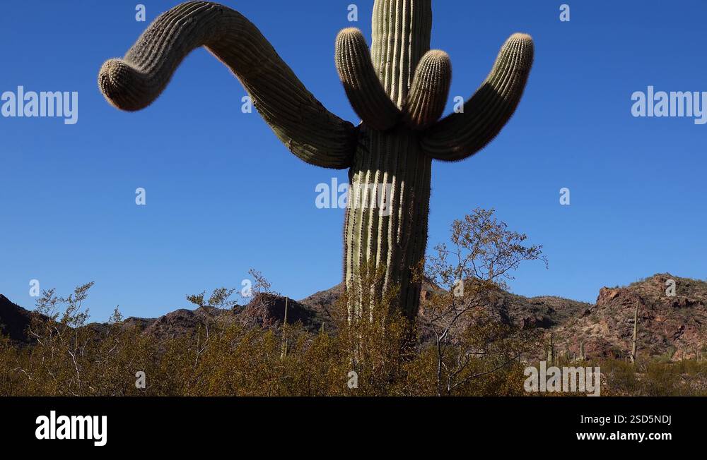 Three Giant Saguaros (Carnegiea gigantea) at Hewitt Canyon near Phoenix ...