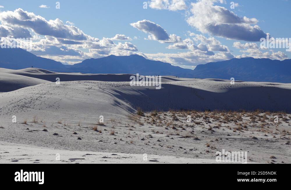 Dry desert plants on white gypsum sands. White Sands National Monument ...