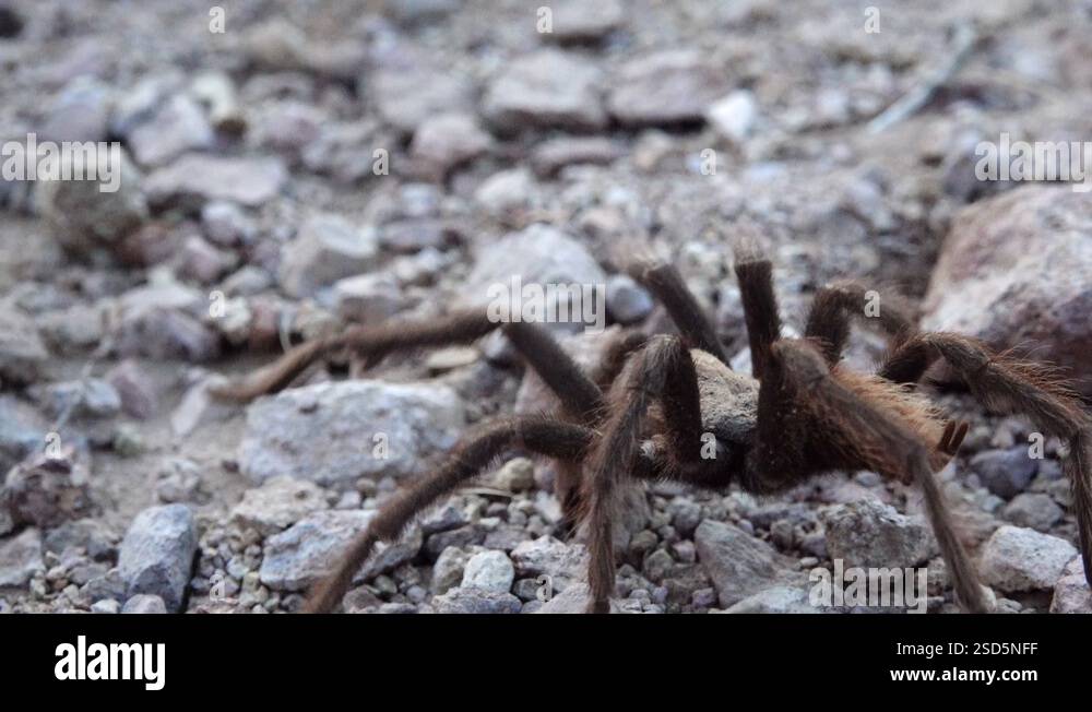 Arizona Blond Tarantula (Aphonopelma chalcodes) mature male running ...