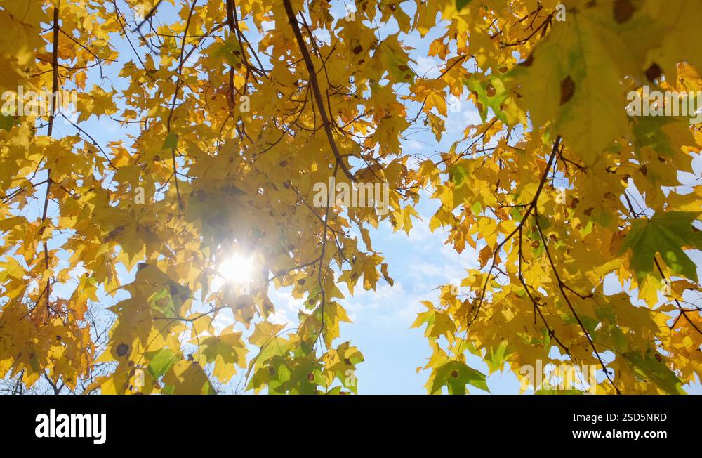 yellow maple leaves sway in the wind. Against blue sky, ray of sunshine ...