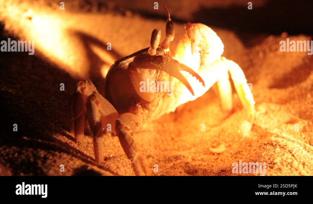 The crab is shielded by the claw from the bright light Stock Video ...