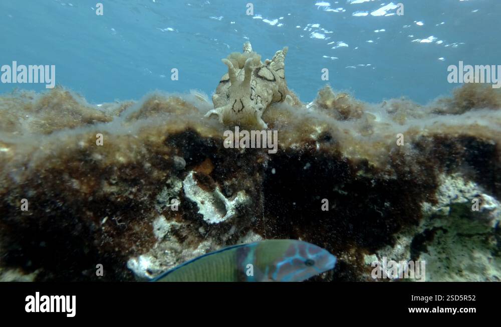 Sea Hare crawls on a rocky bottom covered with algae on blue water ...