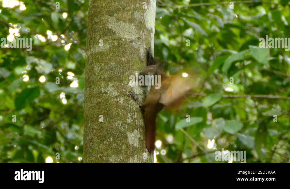 Woodcreeper bird holding and killing fresh prey moth that is alive and ...