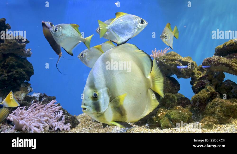 Fish aquarium. Beautiful fish swimming in an aquarium in the aquarium ...