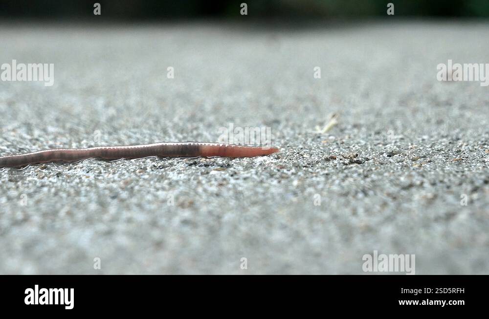 Earthworm on sidewalk in closeup clip. Worm creeping, crawling and ...