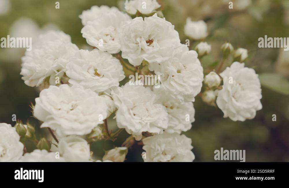 Wild white roses on green bushes blooming in the sun Stock Video ...