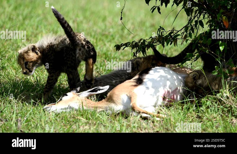 Cheetah Cubs eat their prey in the Savanna in Kenya Safari, Africa ...