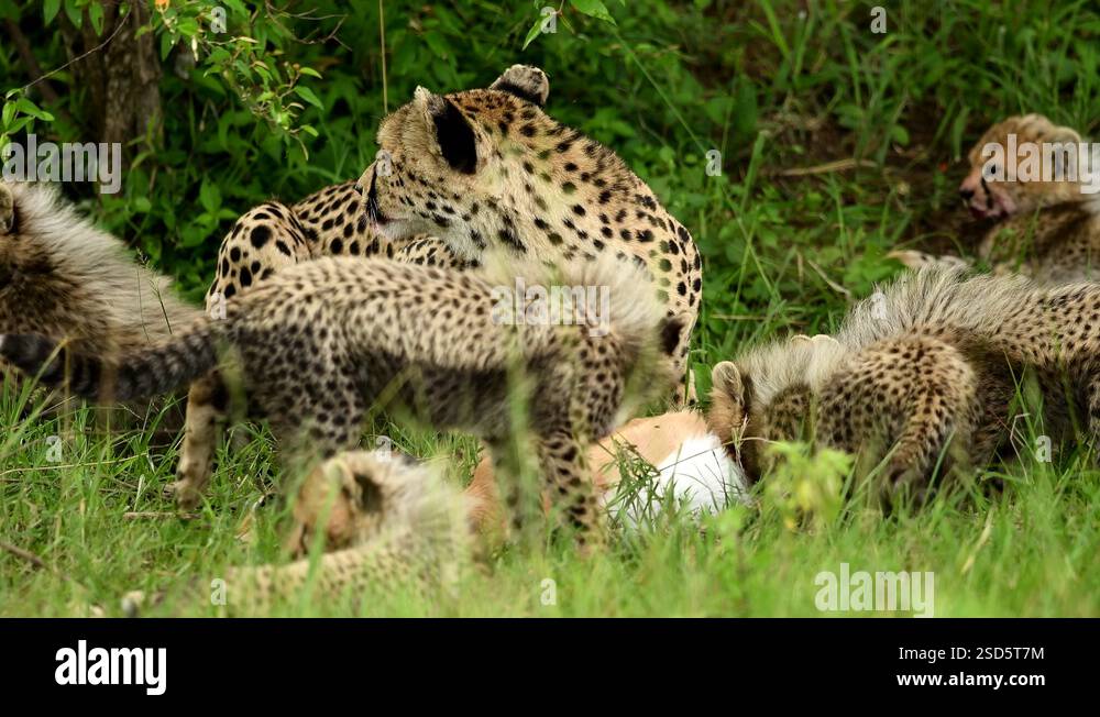 Cheetah Cubs eat their prey in the Savanna in Kenya Safari, Africa ...