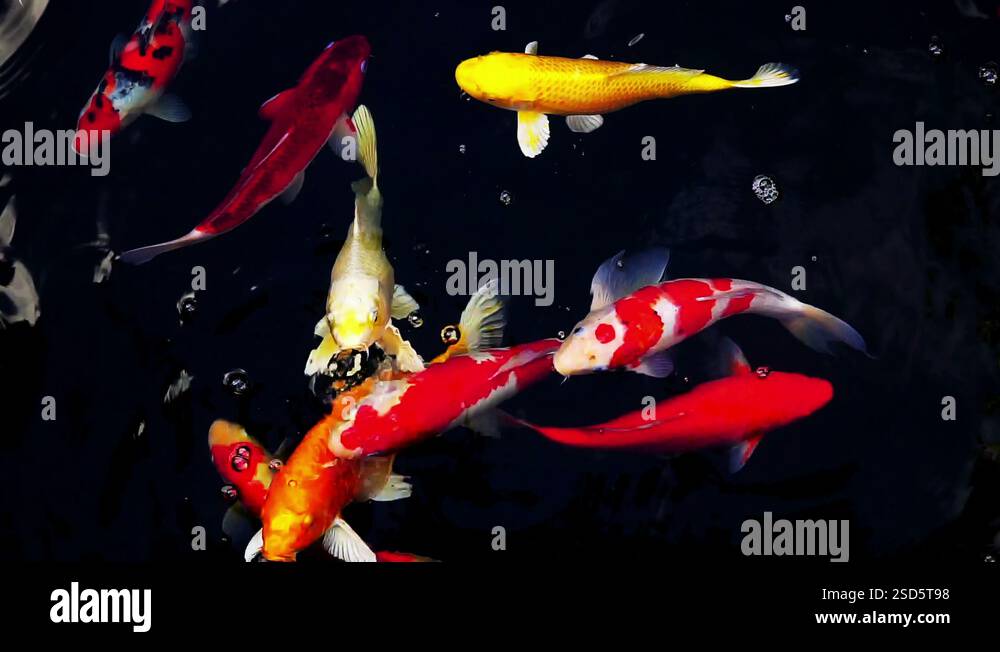 Japan Koi fish in the Koi Pond.The surface ripples while the carp fish ...