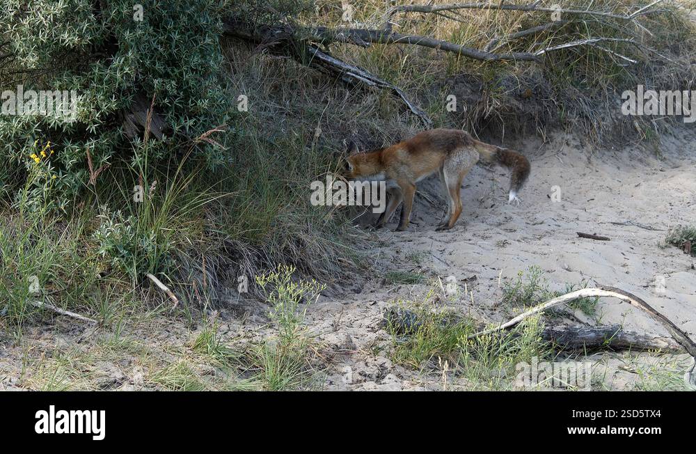Young red fox (vulpes vulpes) digging a den - wildlife - 4K/HD stock ...