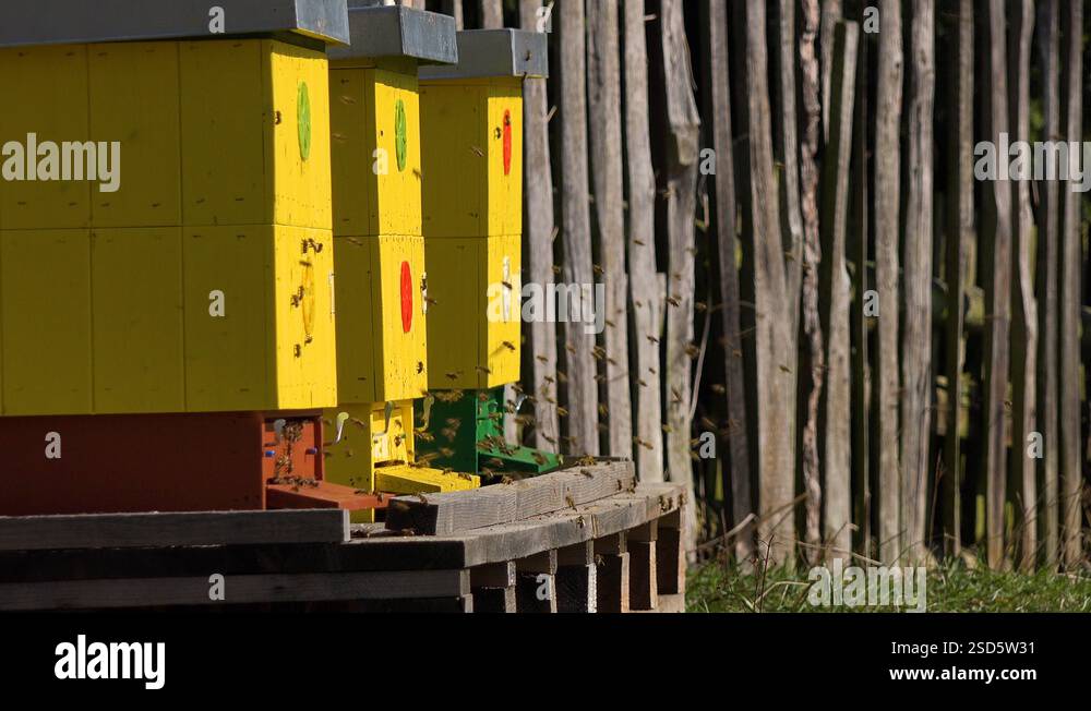 Bee hives outside Stock Videos & Footage - HD and 4K Video Clips - Alamy