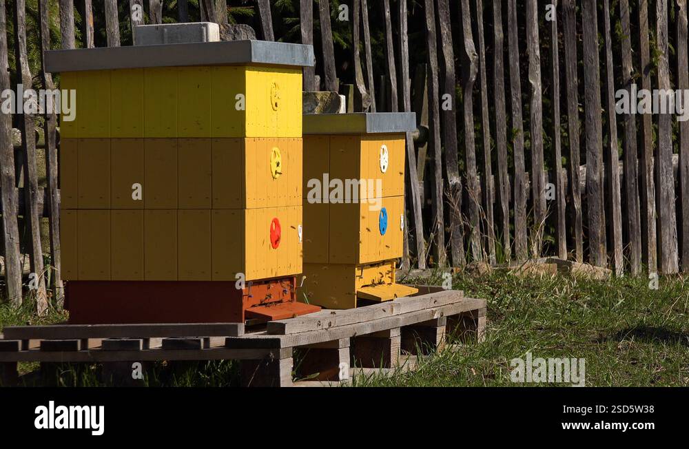 Two yellow bee hives in nature, bees fly in and out and around it Stock ...