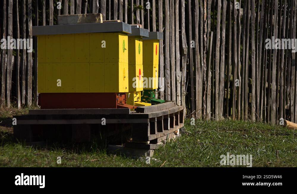 Three yellow bee hives in a garden, bees fly in and out, wooden fence ...