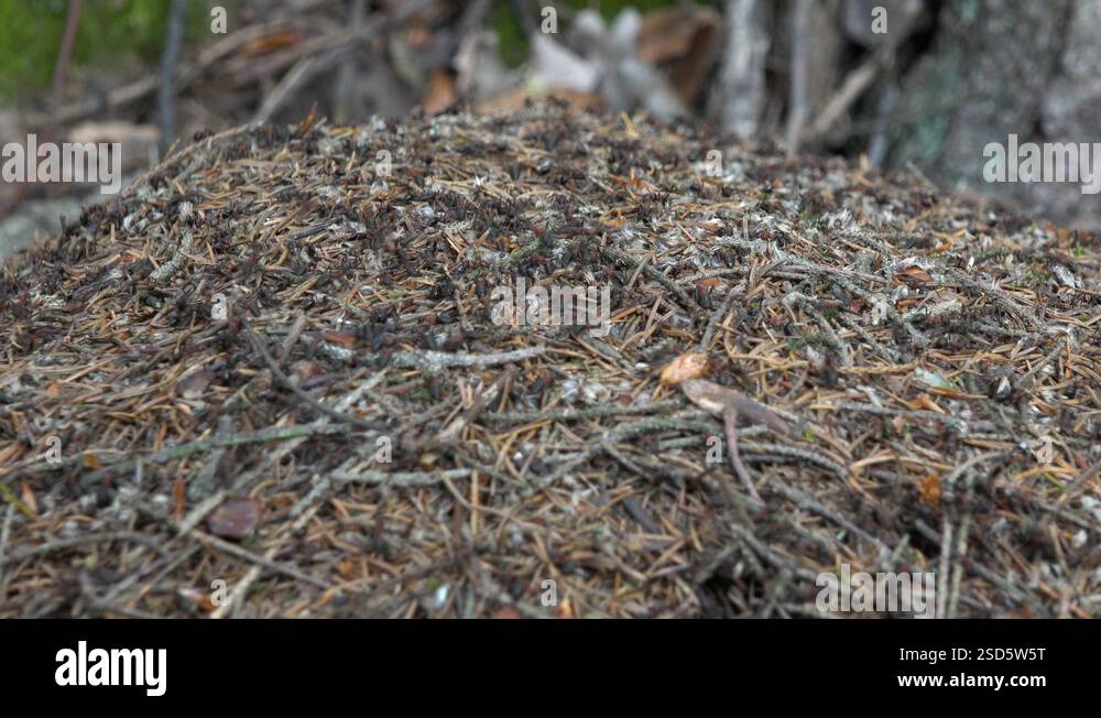 An ant hill in the nature in forest, ants run around inside it Stock ...