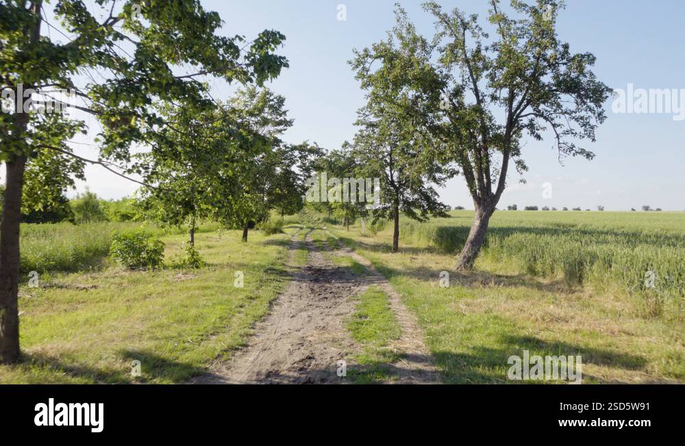 A drive through nature on a dirt road lined by fields, thin leafy trees ...