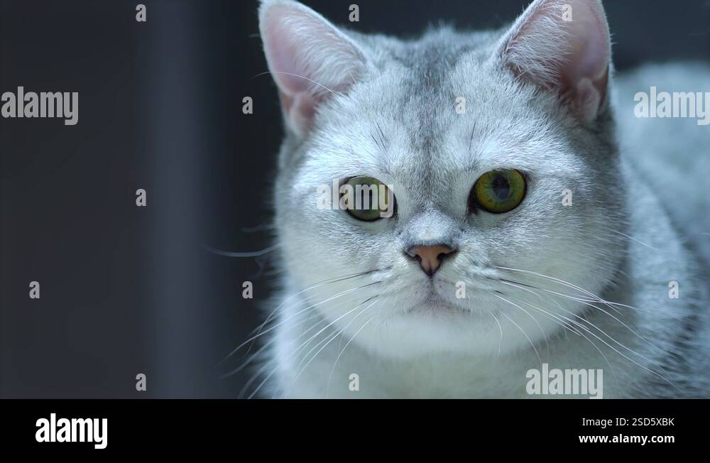 Scottish Straight Silver Chinchilla cat turning head from side to side ...