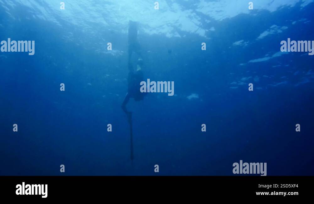 Free diving fishing Stock Video Footage - Alamy