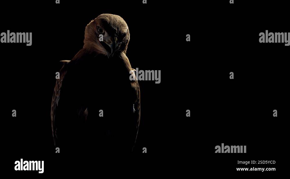 Scary hawk is sitting in the dark and looking around, close up in 4k ...