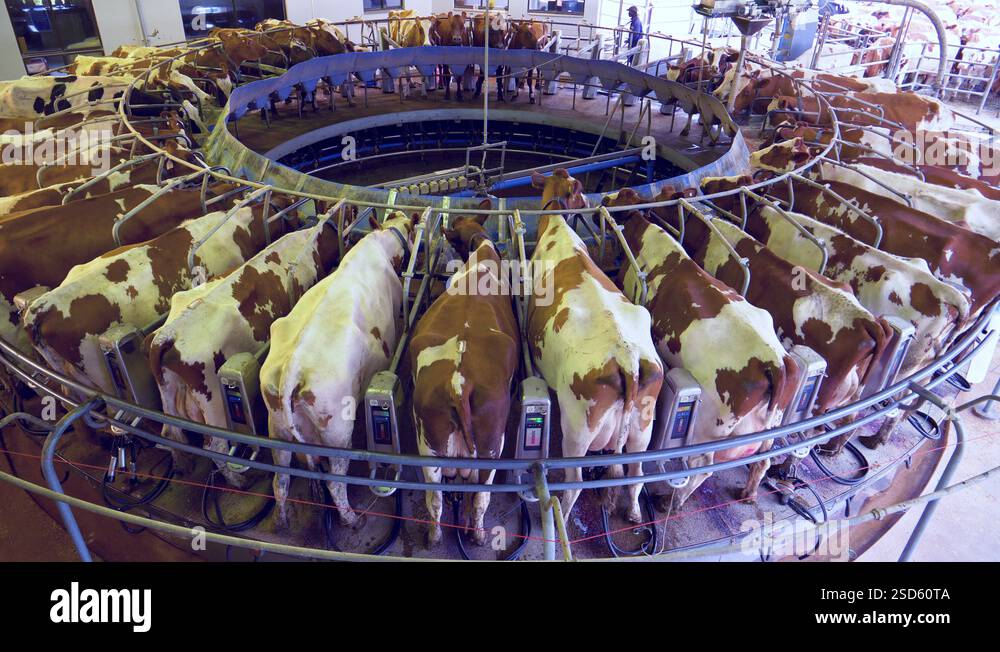 Ayrshire dairy cows being milked on a rotating milking machine in a ...