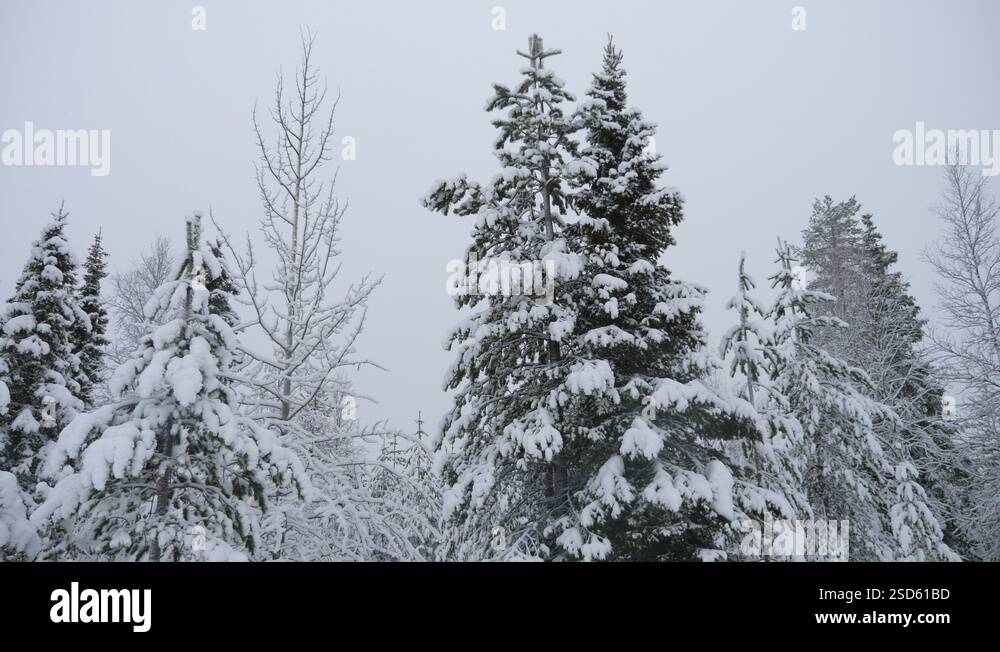 Snowy wood with lofty spruces, firs and pines in magic Finland in ...