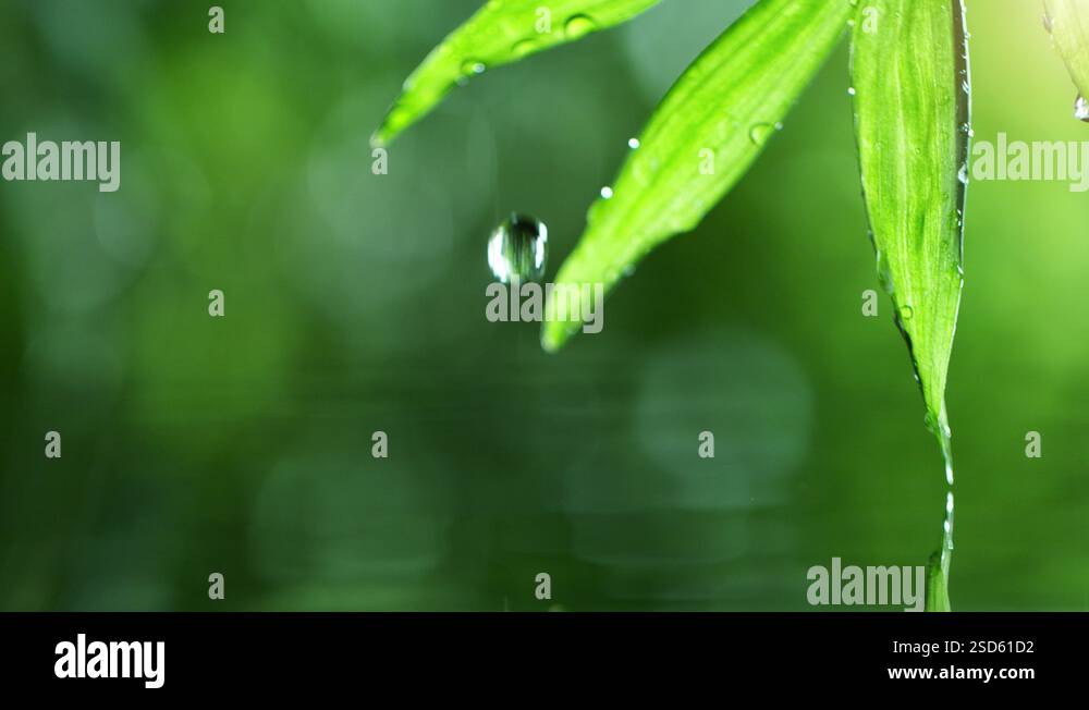 Super slow motion of dropping water with palm leaf, spa and wellness ...
