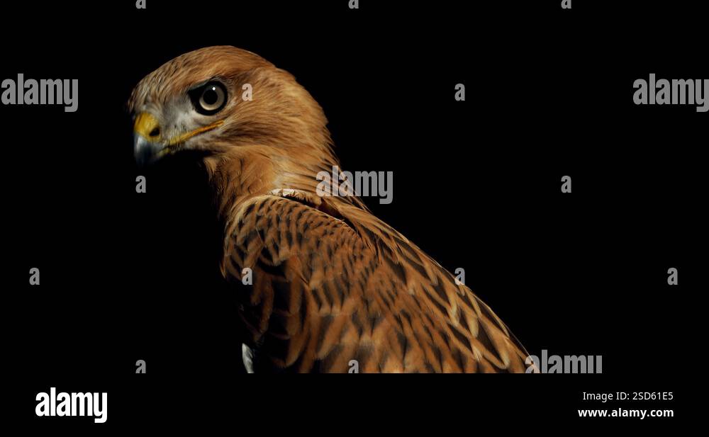 Wildlife, young hawk with brown feathers is turning its head and ...