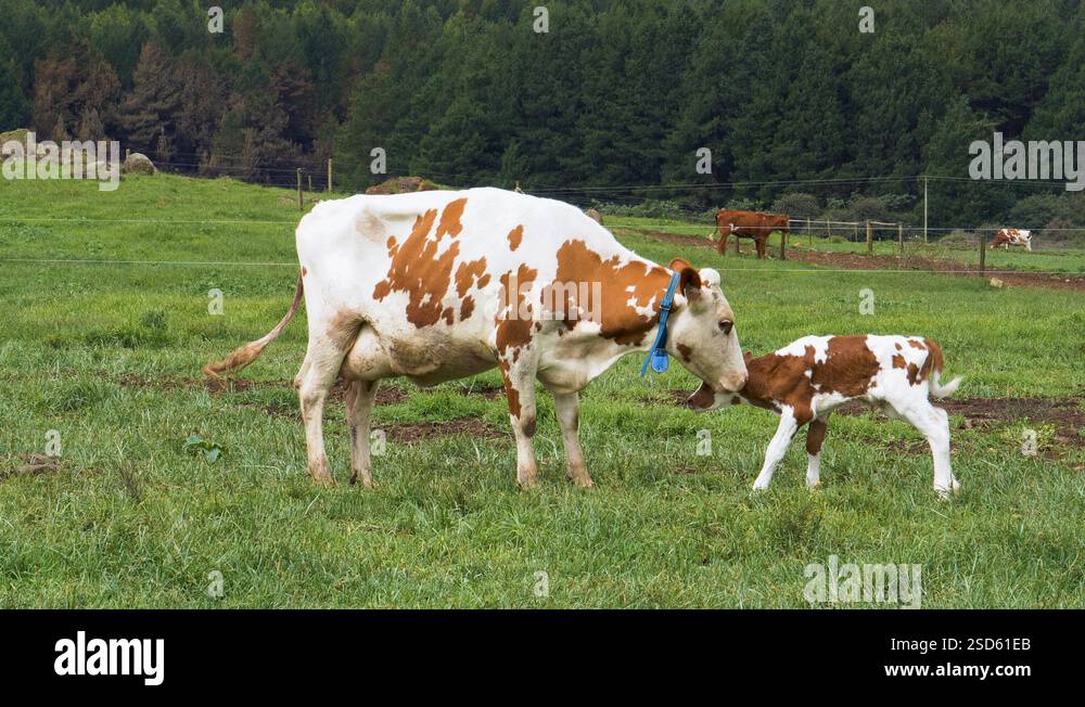 Close-up view of an Ayrshire dairy cow with her cute new born calf ...