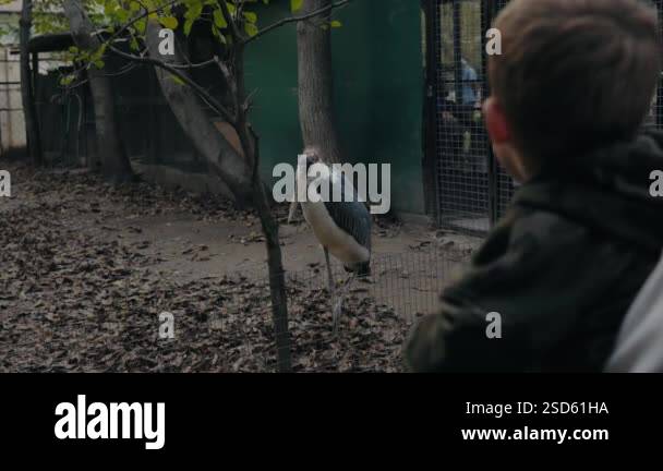 A young boy observes a marabou stork in a zoo enclosure. The large bird ...