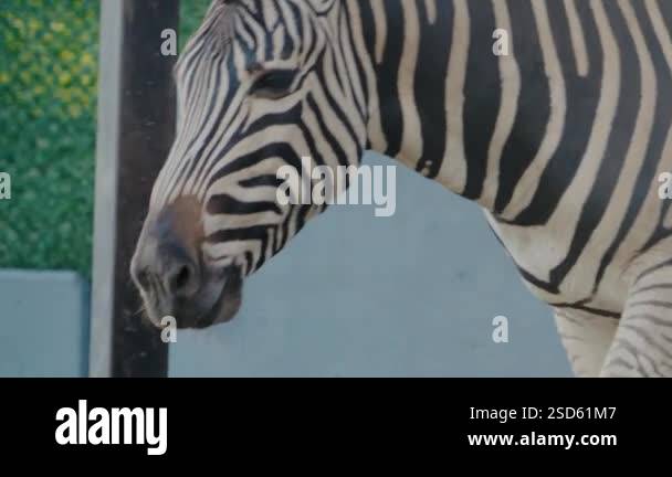 Close-up of a zebra in a zoo enclosure. The zebra walks toward the ...
