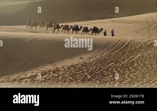 Camel Caravan Trekking Across the Sahara Desert at Sunrise. A captivating scene of a traditional ...