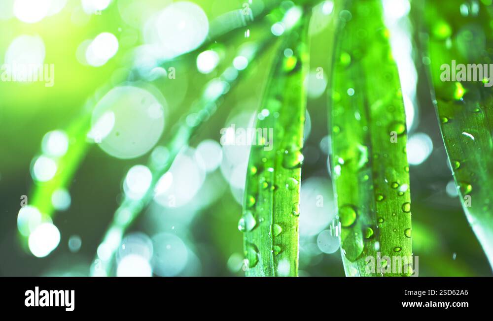 Super slow motion of splashing water drops on palm leaves, spa theme ...