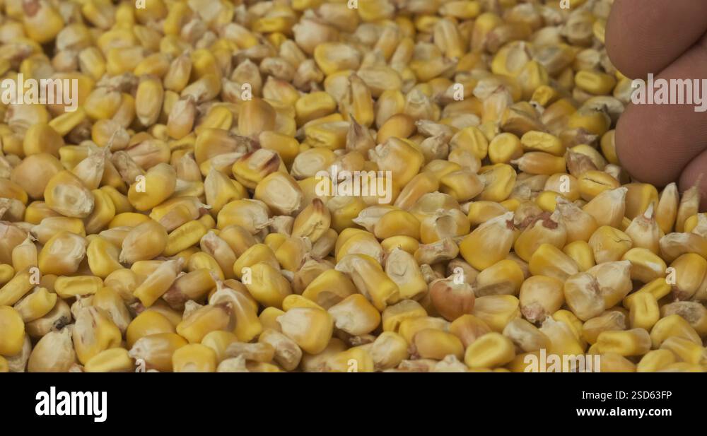 Rotating grain of corn and a farmer's hand. Farmer checks the grain ...