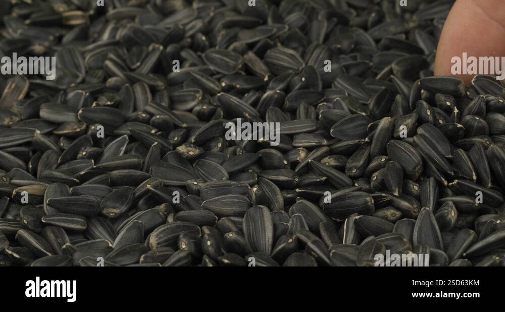 Rotating seed of sunflower and a farmer's hand. Farmer checks the grain ...