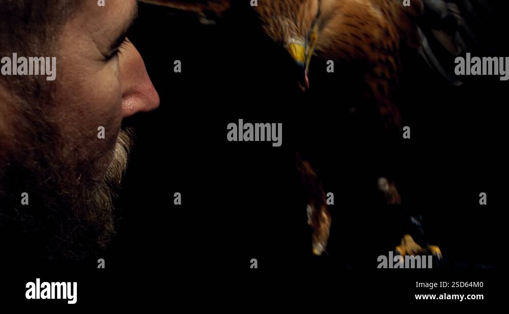 Close up of the trainer holding a big hawk with open beak in his hands ...