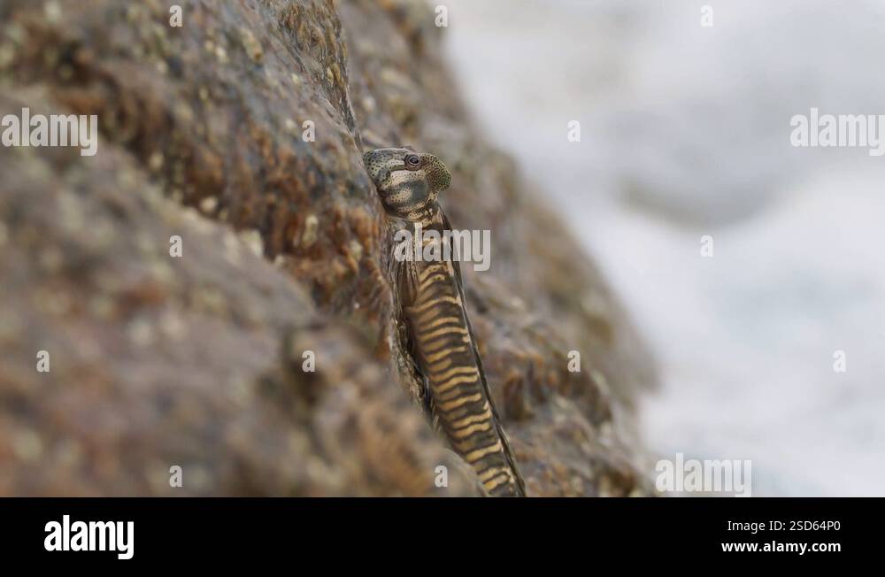 Fish called Common Mudskipper Periophthalmus kalolo (koelreuteri ...