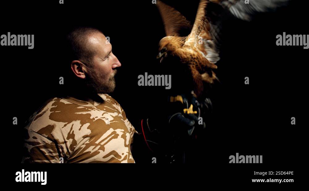 Trainer is making hawk flap its wings, beautiful wildlife, predatory ...