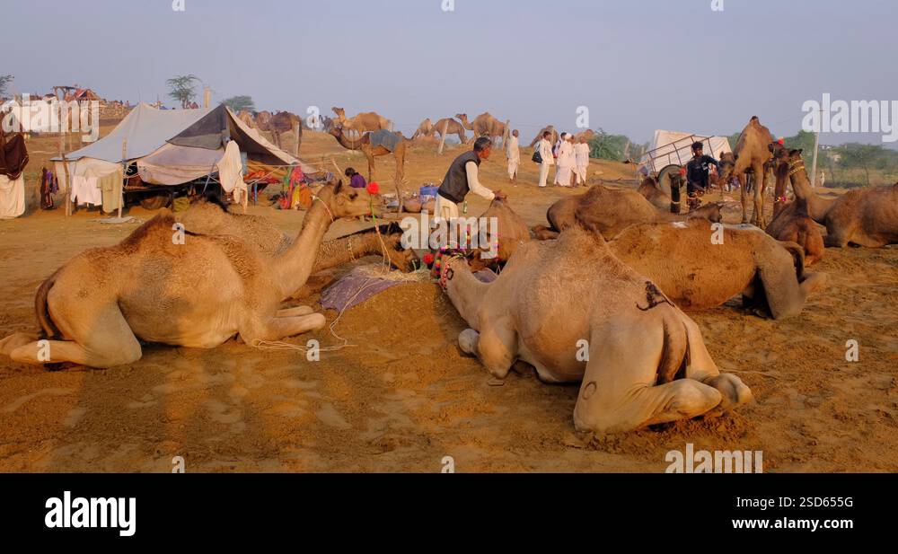 Camels at Pushkar mela camel fair festival in field eating chewing at ...