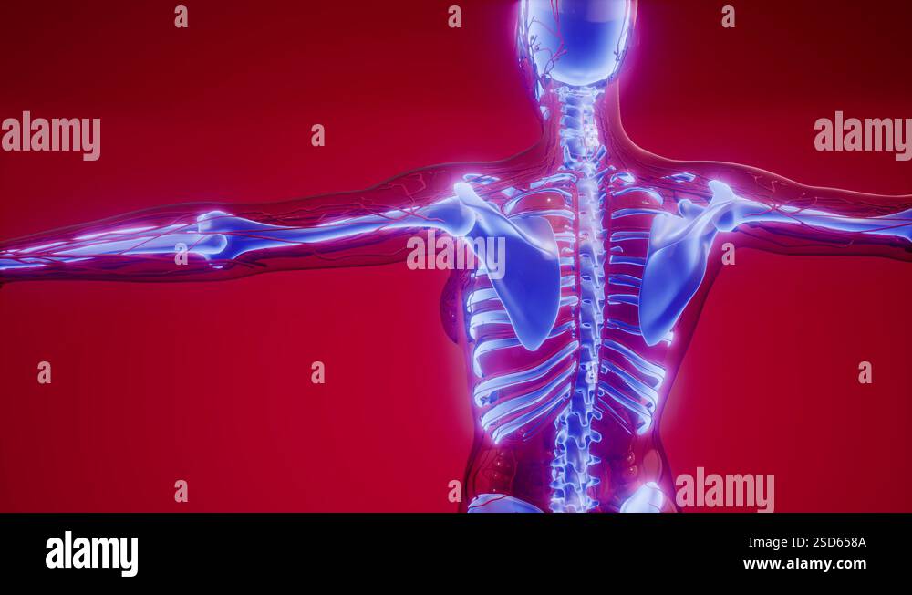 Transparent Human Body with Visible Bones Stock Video Footage - Alamy