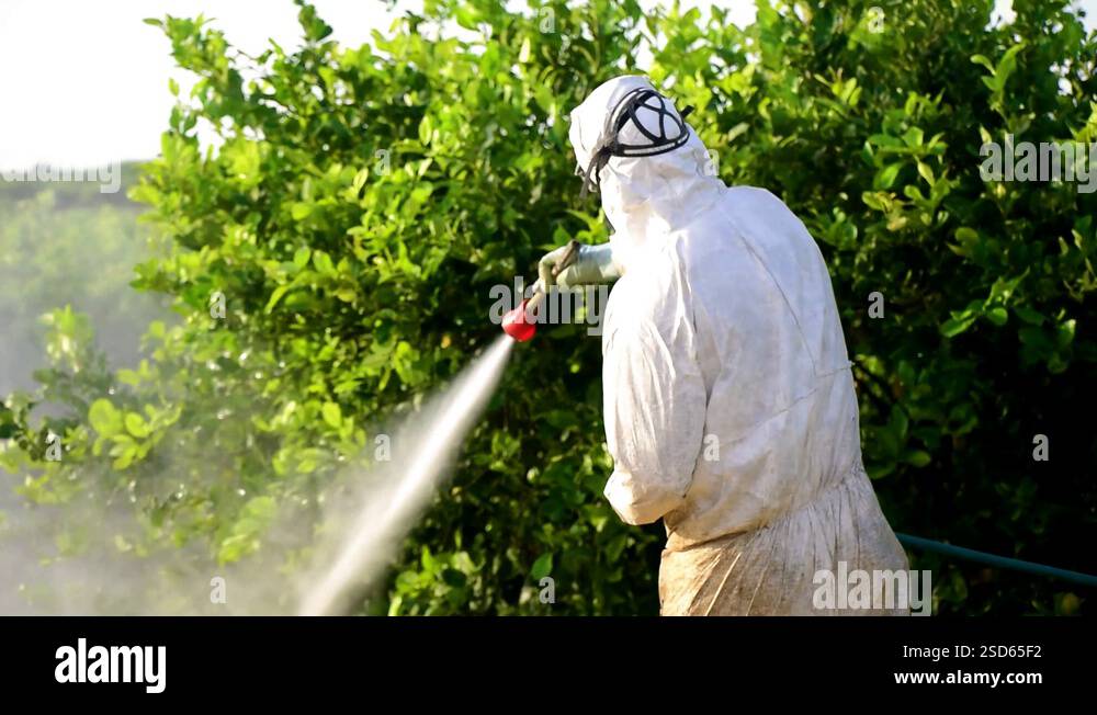 Weed insecticide fumigation. Farmer spray pesticides on fruit lemon ...