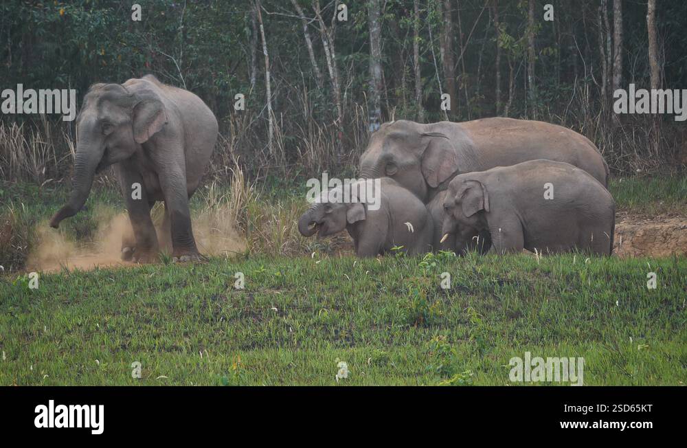 Close up of Elephant herd, Family of Asian elephants eat salt soil ...