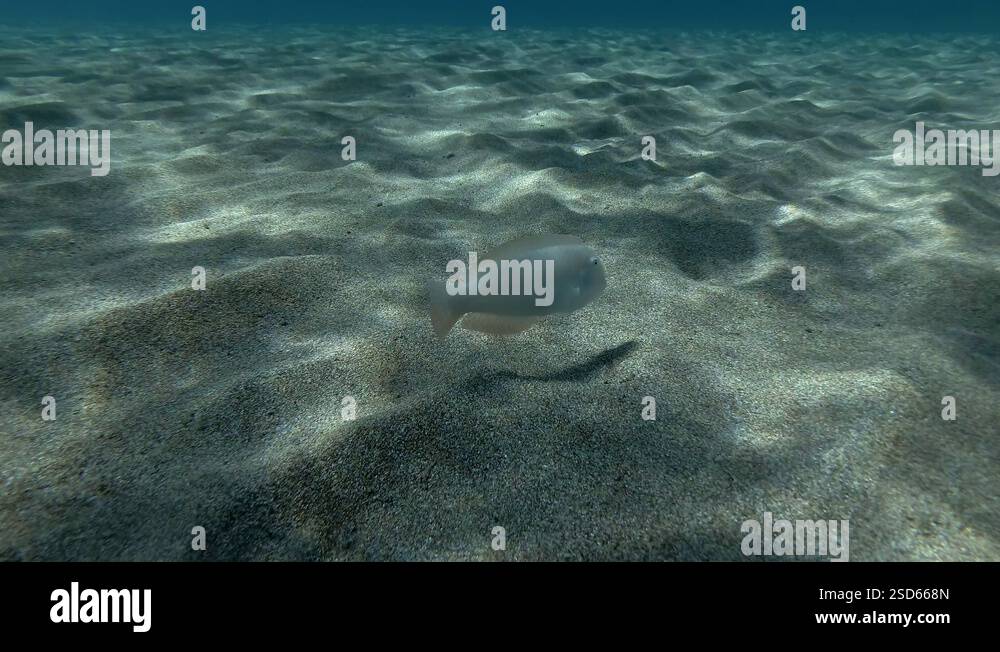 Razorfish swims above sandy bottom. Pearly Razorfish or Cleaver Wrasse ...