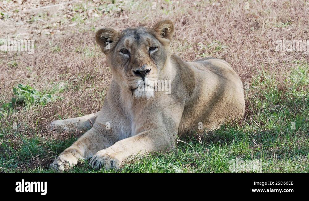Asiatic lioness (Panthera leo persica). Lioness lies on grass Stock ...