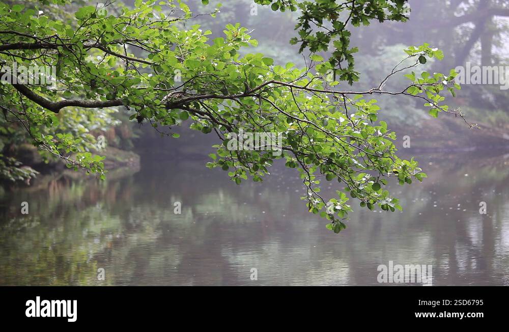 A woodland tree overhanging a calm and peaceful river Stock Video ...