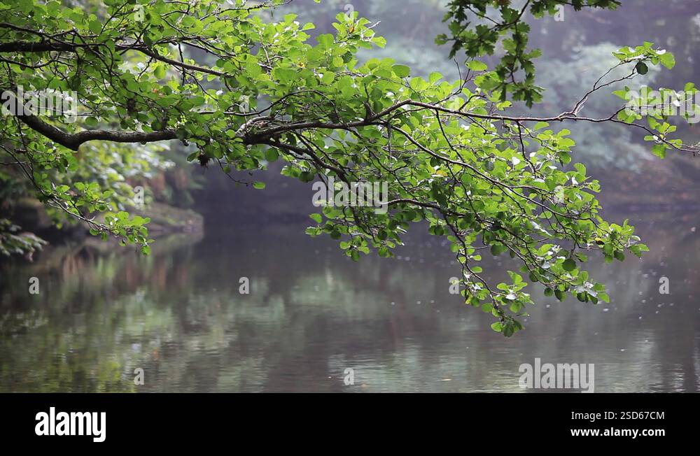 A woodland tree overhanging a calm and peaceful river Stock Video ...
