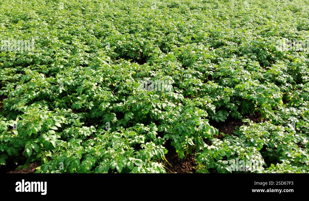 Aerial view of green potato field. Rows of green organic potatoes ...