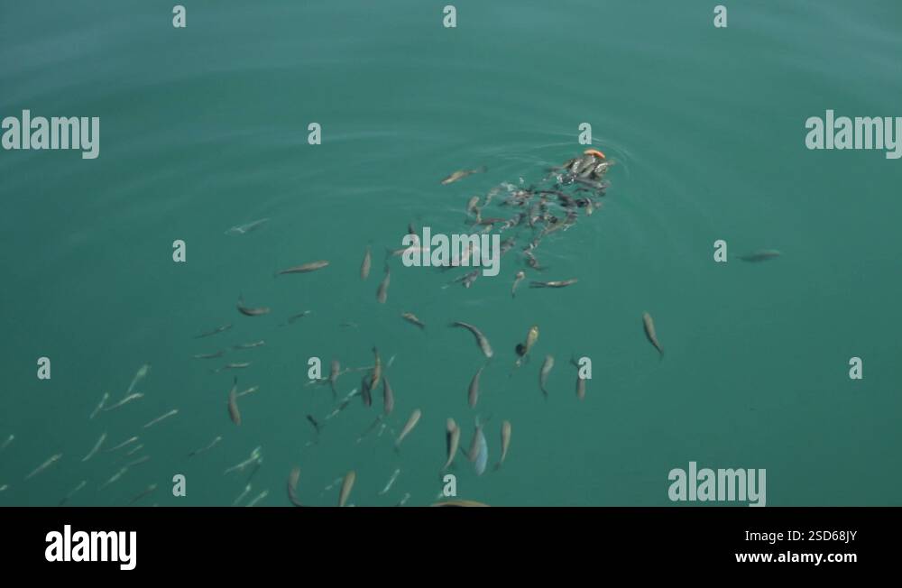 feeding frenzy as fish eat bread and push it across the water Stock ...