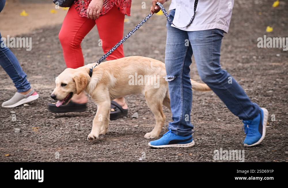 Two people walking a Golden Retriever dog in a park on a dirt road. The ...